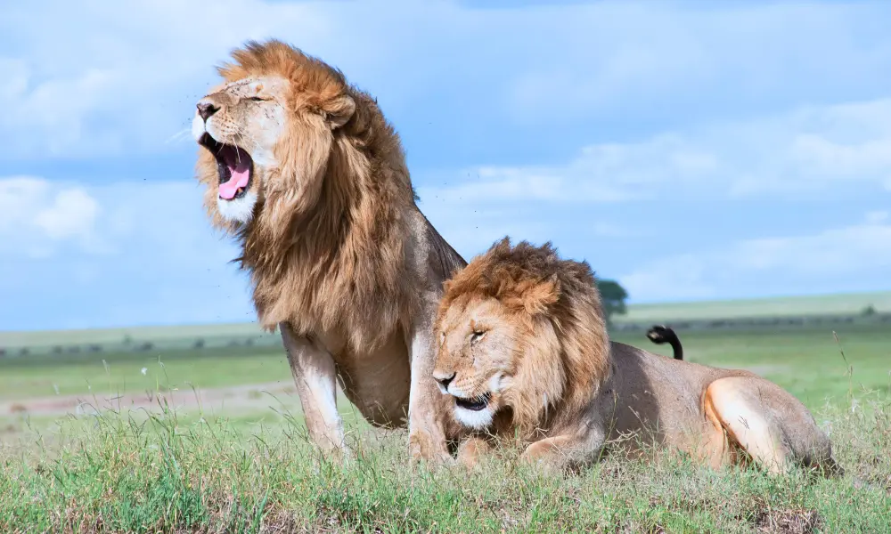Lion Dad Book Review | Durfee Law